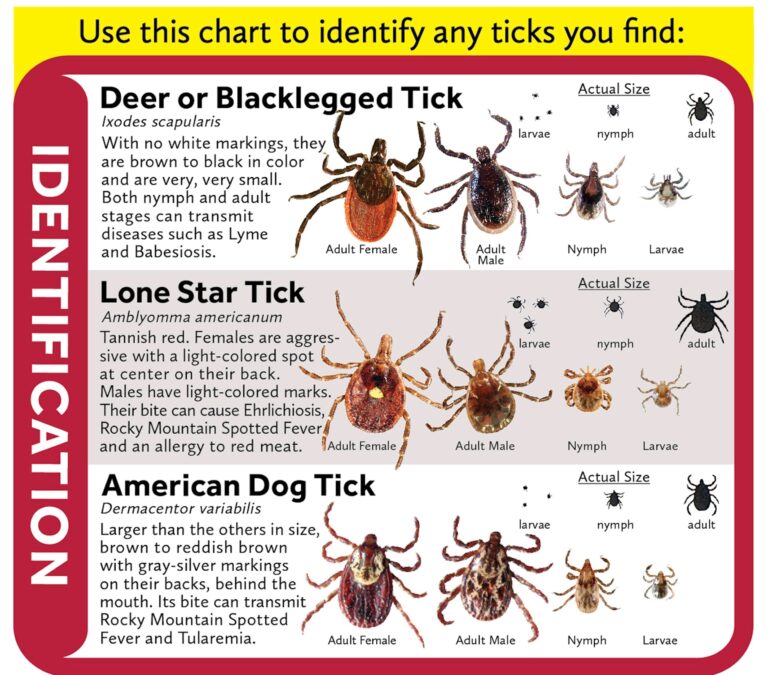 Ticks - CSEA NY